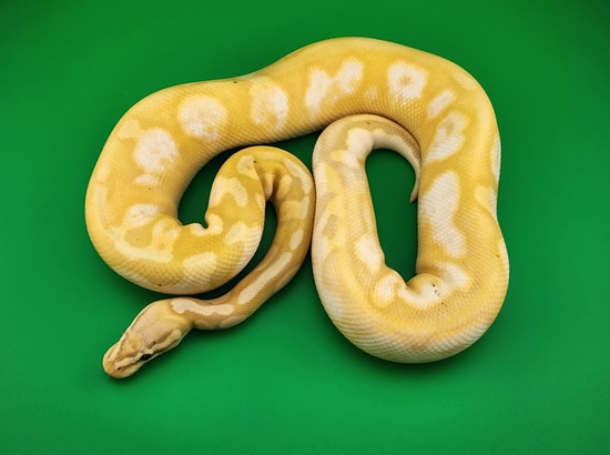 Coral Glow Citrus Pastel Calico Ball Python by Chung Reptiles