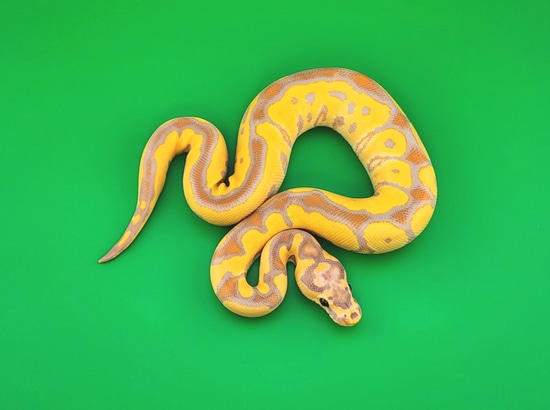 Banana Clown Fire Ball Python by Chung Reptiles
