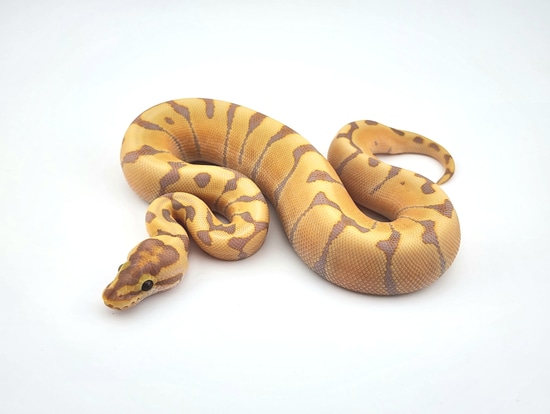 Banana Enchi Woma Het Clown Ball Python by Chung Reptiles