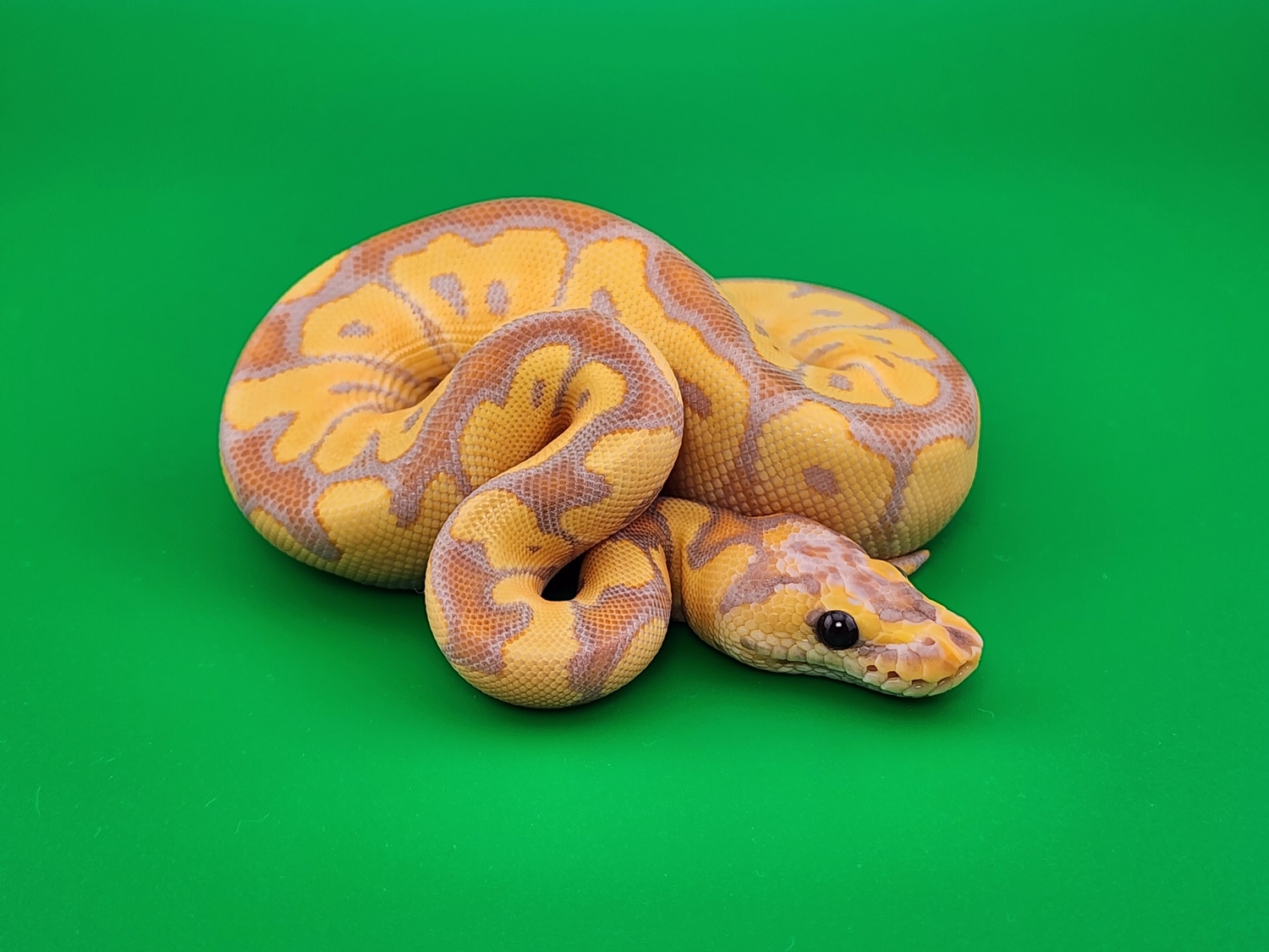 Banana Clown Ball Python by Chung Reptiles - MorphMarket