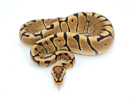 Woma DH Clown Candy/Albino Ball Python by Chung Reptiles