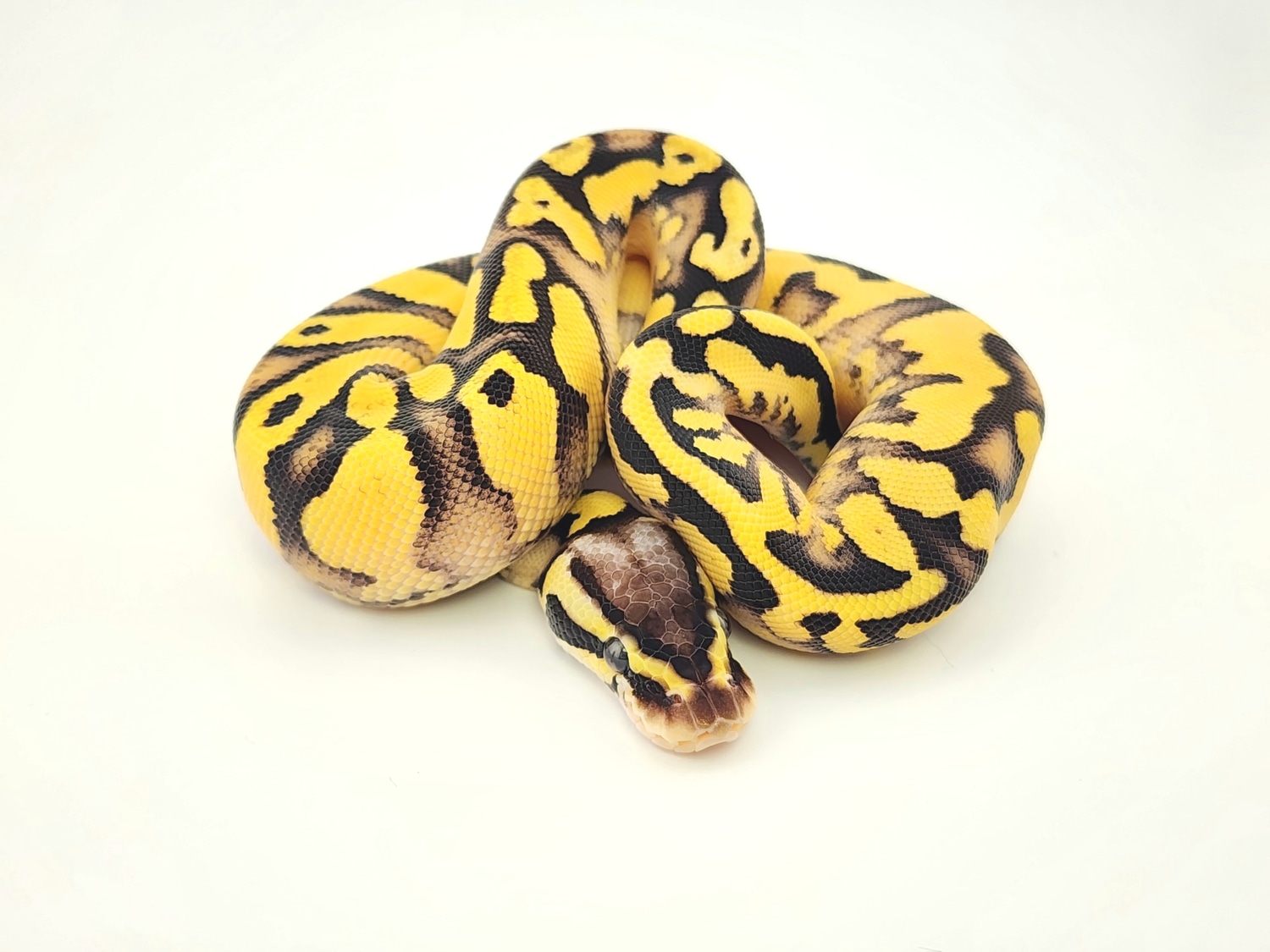Pastel Yellow Belly Orange Dream Het Pied Ball Python by Chung Reptiles ...