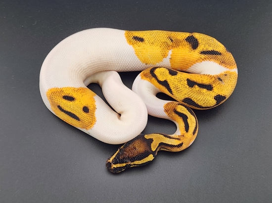 Super Orange Dream Pied Pos Het Albino Ball Python by Chung Reptiles
