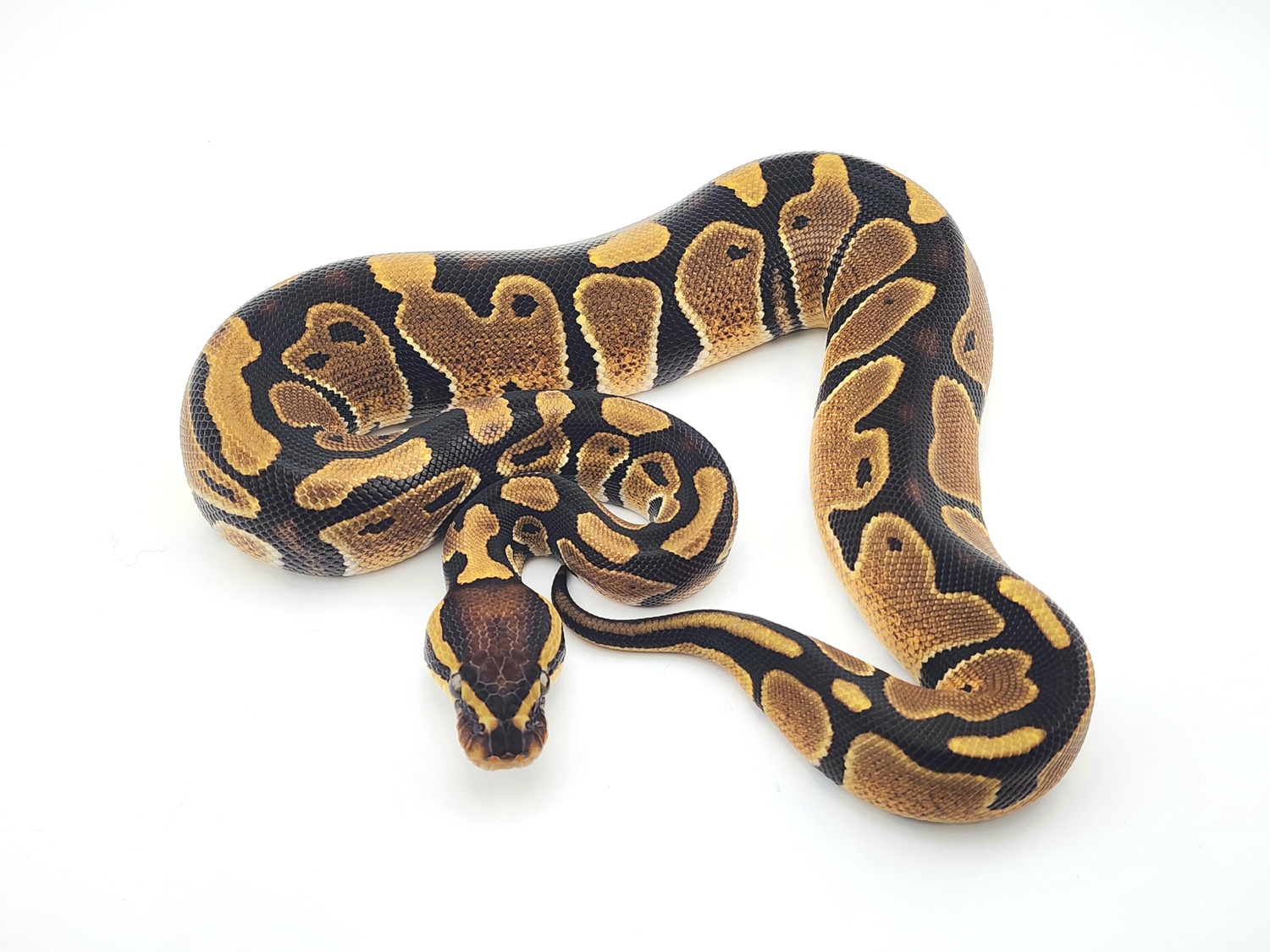 Double Het Candy Pied Ball Python by Chung Reptiles - MorphMarket