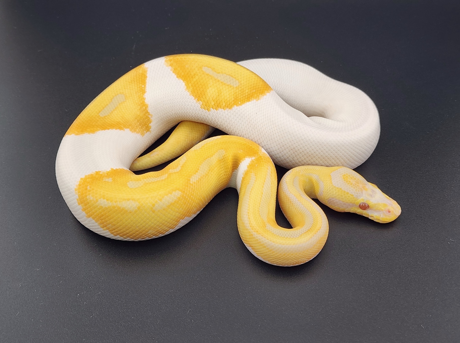 Candy Pied Ball Python by Chung Reptiles - MorphMarket
