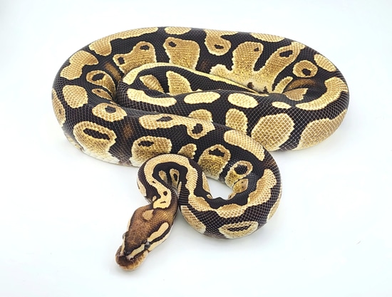 Fire Het Clown Ball Python by Chung Reptiles