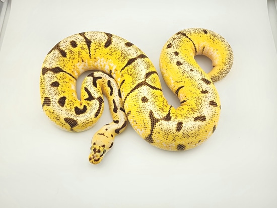 Fire Bumblebee Het Clown Ball Python by Chung Reptiles