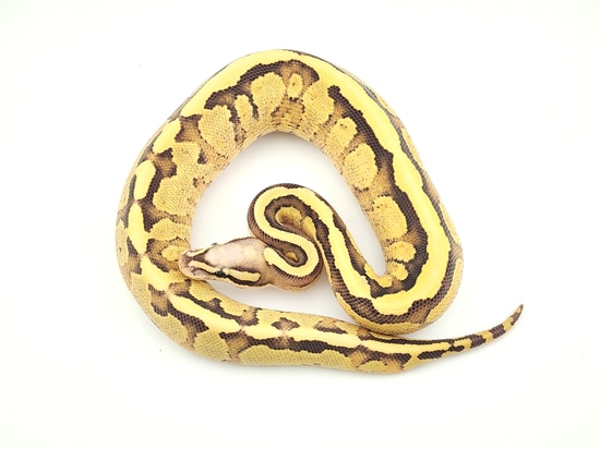 Vanilla Cream Possible Super Vanilla Ball Python by Chung Reptiles