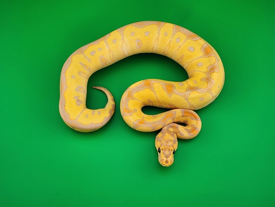 Banana Fire Clown Ball Python by Chung Reptiles