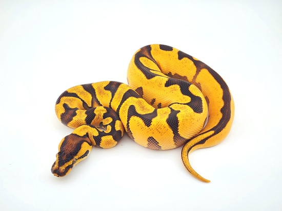 Orange Dream Enchi Yellow Belly Het Pied 50% Possible Het Albino Ball ...