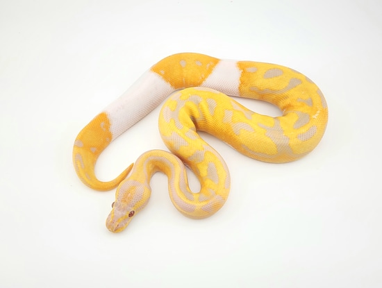 Candy Pied Ball Python by Chung Reptiles