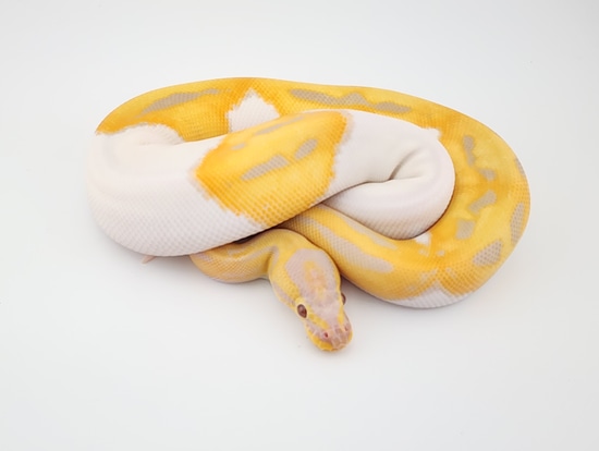 Candy Pied Ball Python by Chung Reptiles