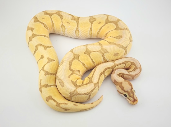 Banana Fire Woma Possible Het Clown Ball Python by Chung Reptiles
