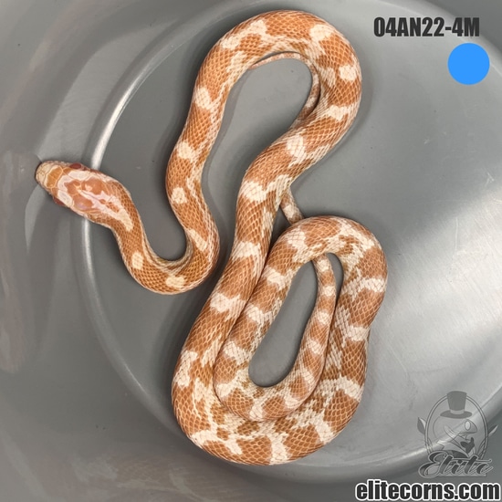 2022 Butter Male Corn Snake by Elite Cornsnakes