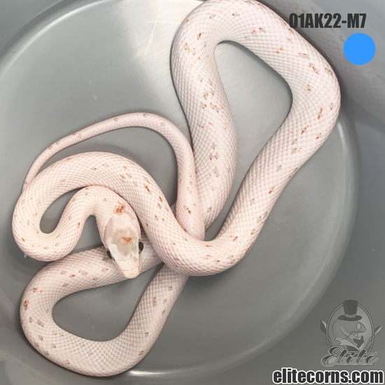2022 Palmetto Male Corn Snake by Elite Cornsnakes