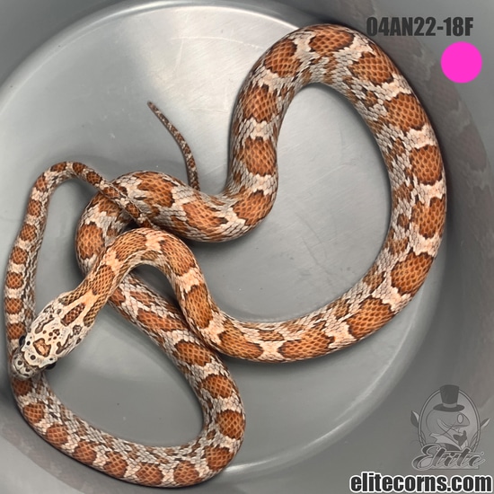 2022 Sunkissed Female Corn Snake by Elite Cornsnakes