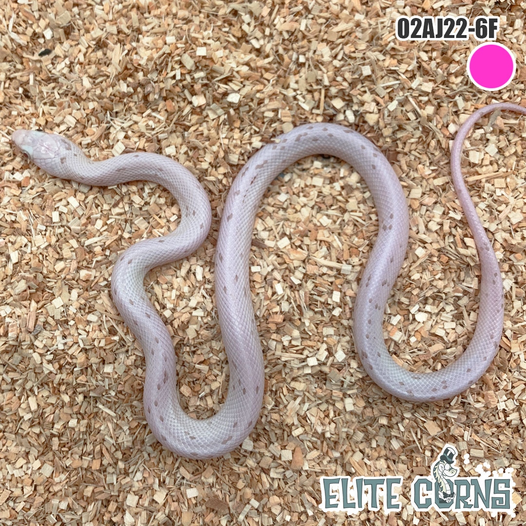 Ghost Palmetto 66% Het Stripe "free Shipping" Corn Snake by Elite ...