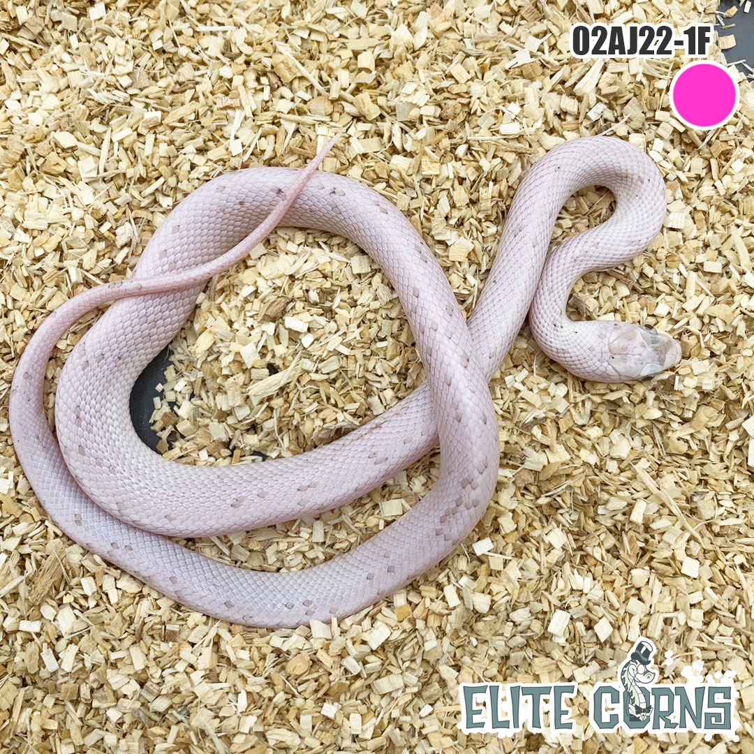 Ghost Palmetto 66% Het Stripe "free Shipping" Corn Snake by Elite ...
