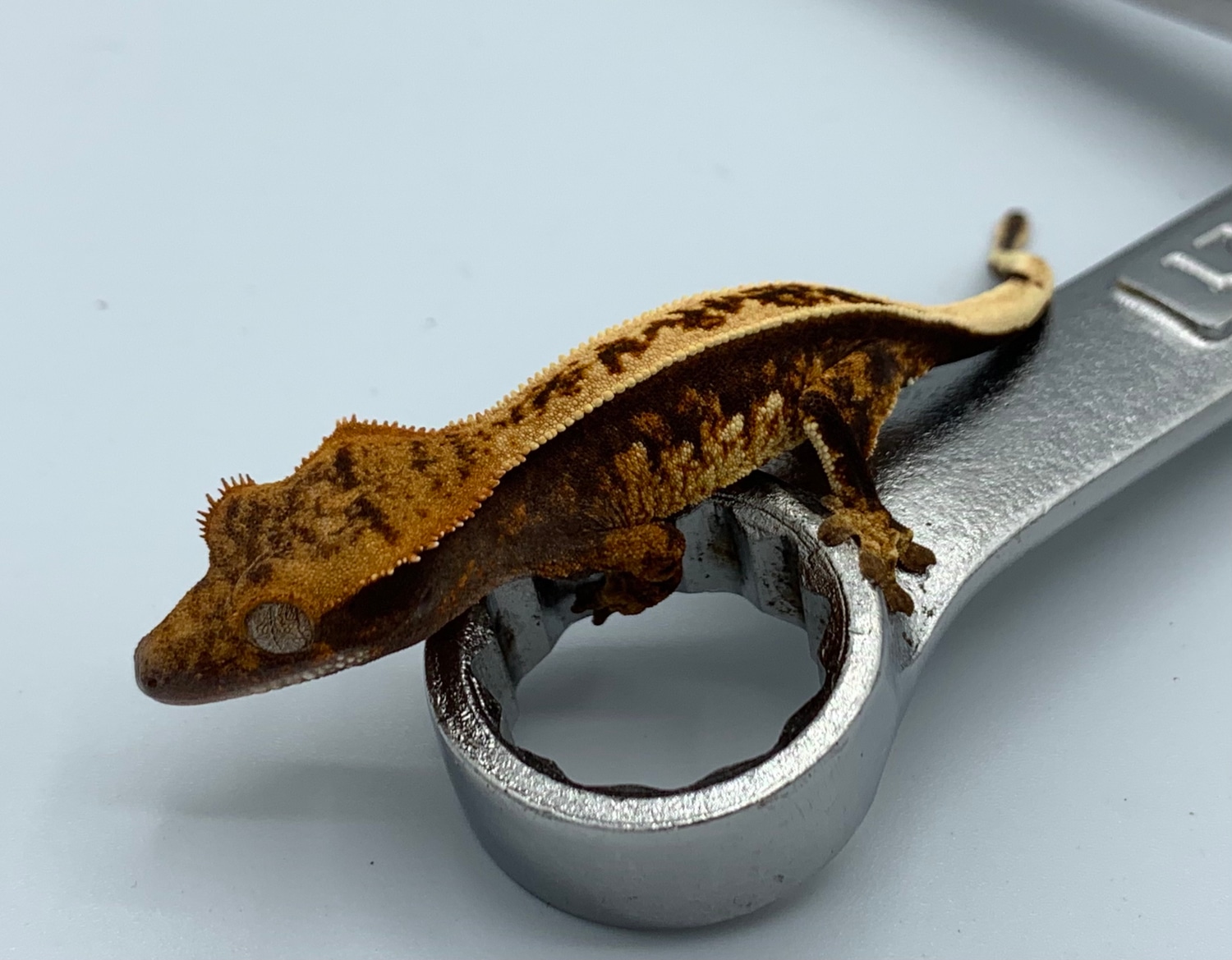 Tricolor Pinstripe Crested Gecko by Grease Monkey Geckos LLC - MorphMarket