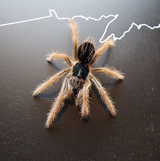 2" Megaphobema Robustum Colombian Or Giant Red Leg Slings Tarantula by ...