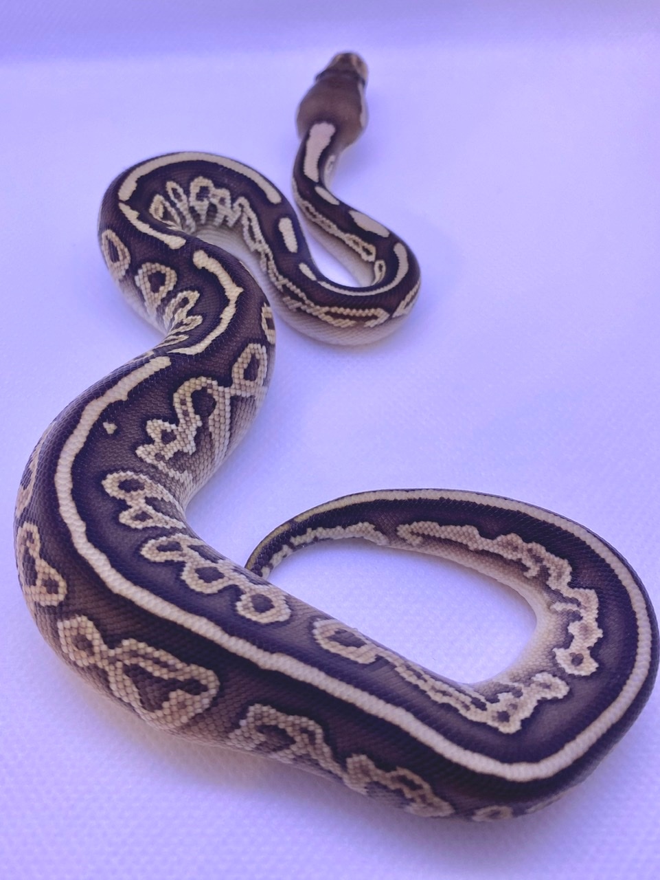 Cinnamon Butter Xtreme Gene Ball Python by Slytherin Reptiles - MorphMarket