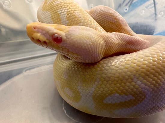 Black Pewter Albino Ball Python by Slytherin Reptiles