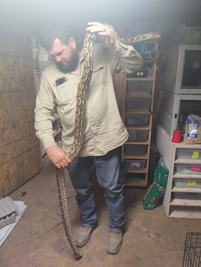 Sulawesi Reticulated Python by Circle S Exotics