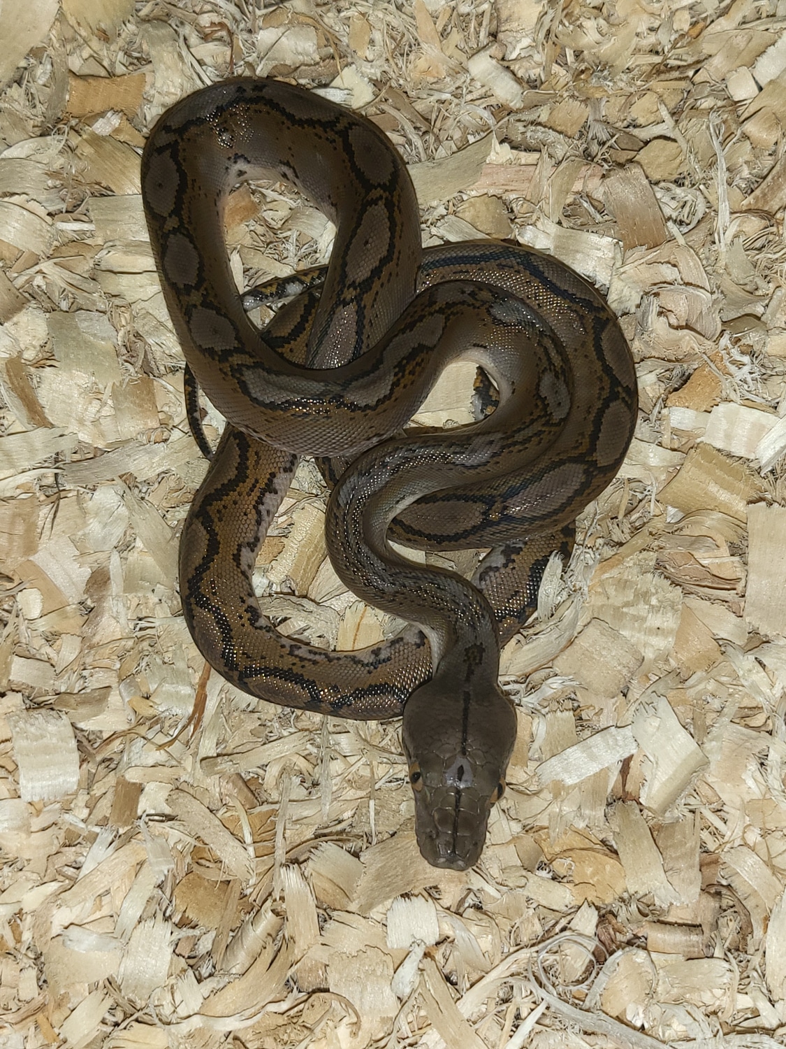 Motley Reticulated Python by Circle S Exotics - MorphMarket