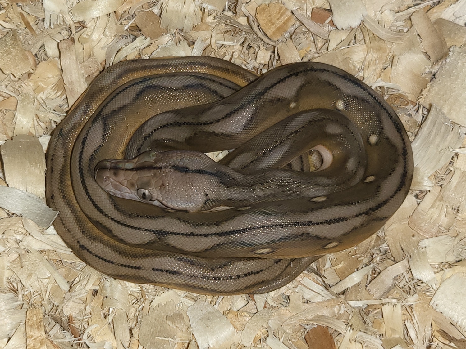 Motley Tiger Sunfire Reticulated Python by Circle S Exotics - MorphMarket