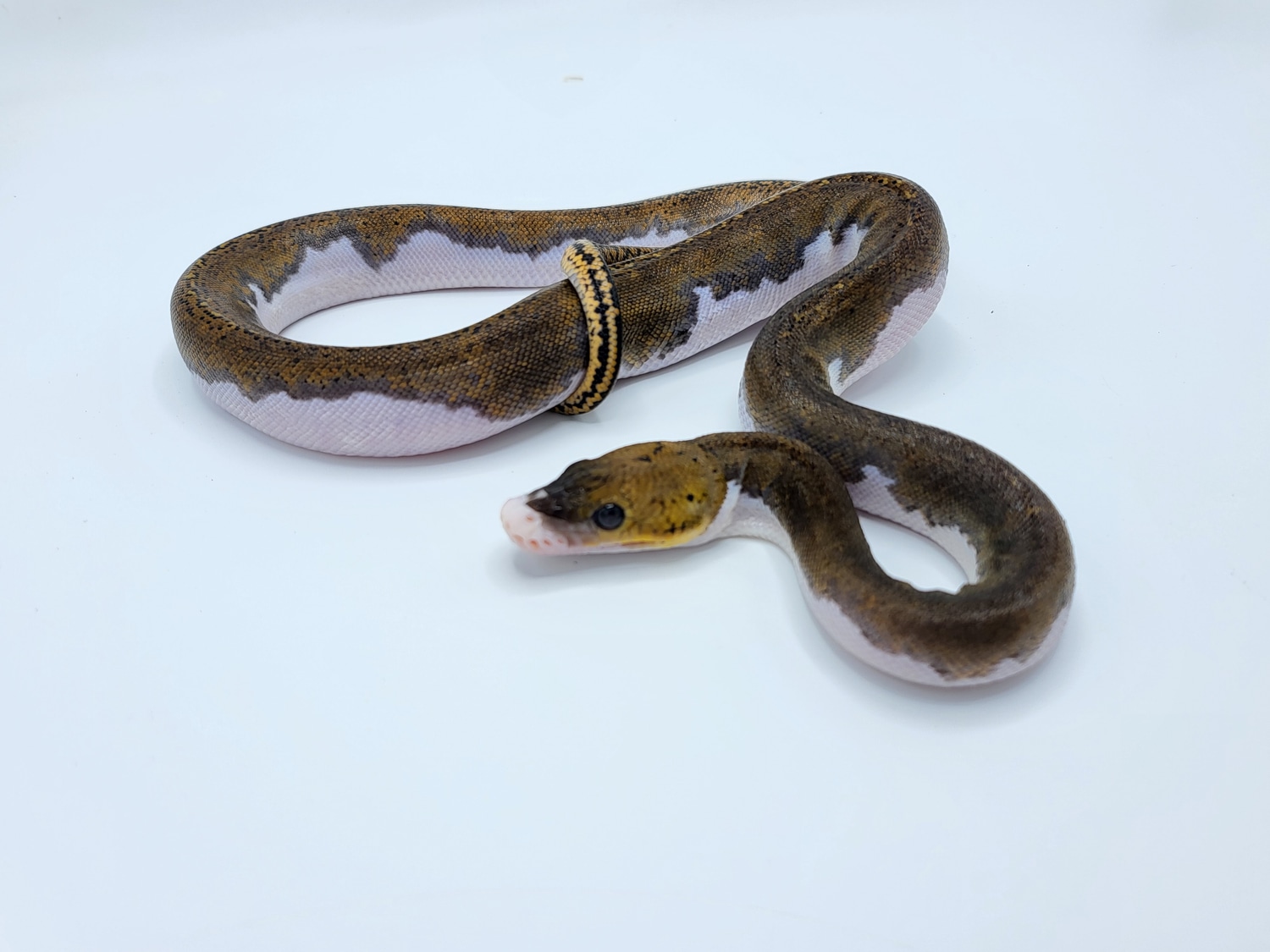 PIED Reticulated Python by Circle S Exotics - MorphMarket