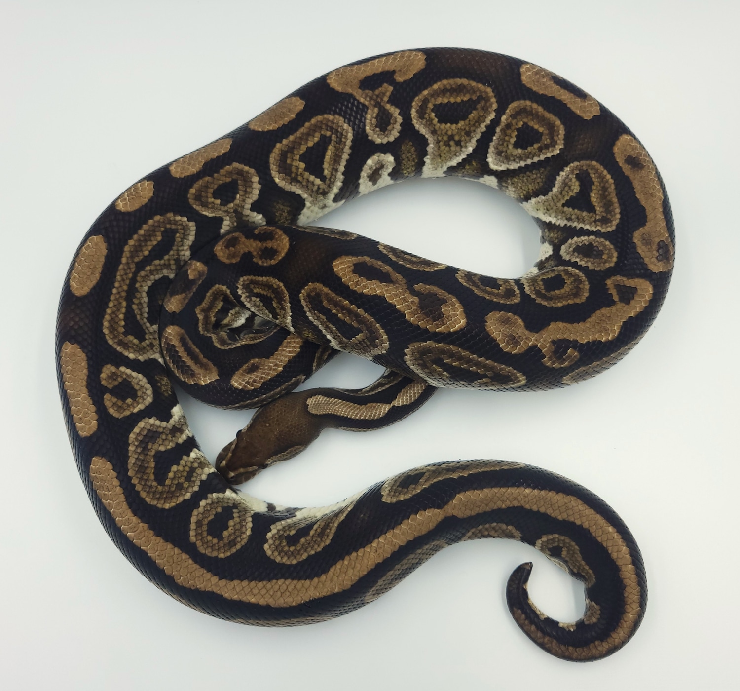 *SHIPPED*RTB Black Pastel Ball Python by Circus Morphs - MorphMarket