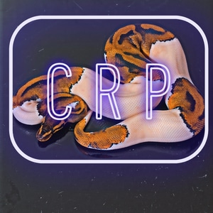 Ciro’s Royal Pythons - MorphMarket