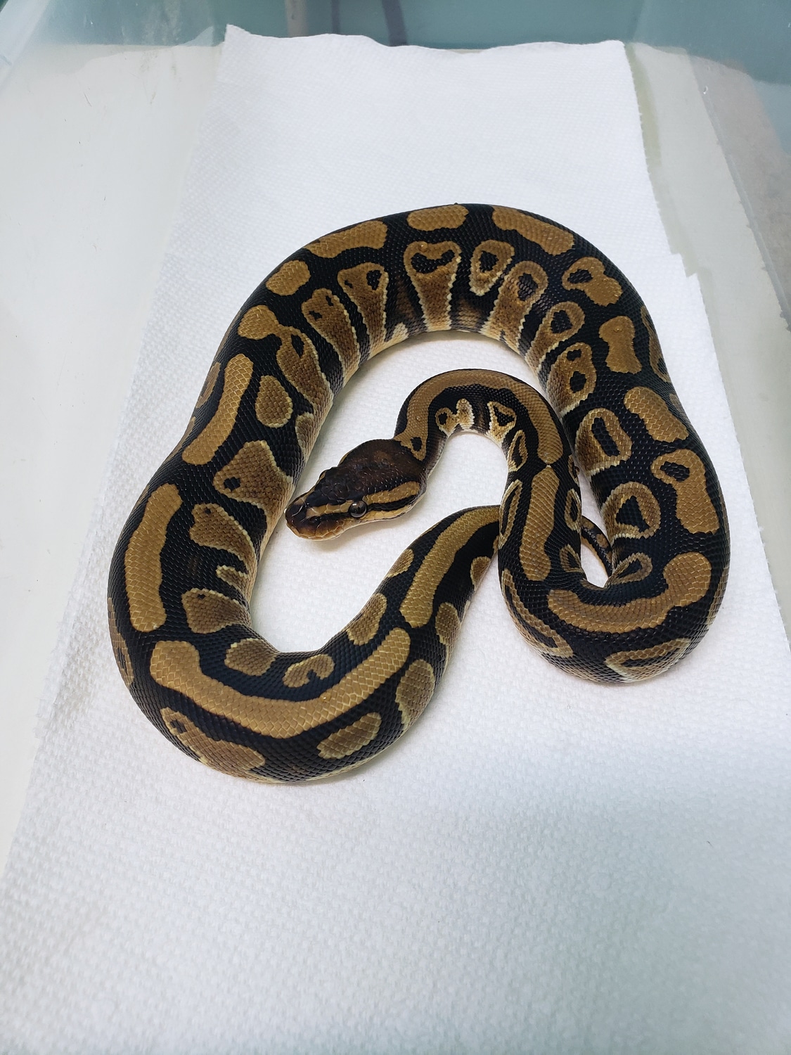 100% DH SK Axanthic Clown PH Pied Ball Python by CXI Serpents - MorphMarket