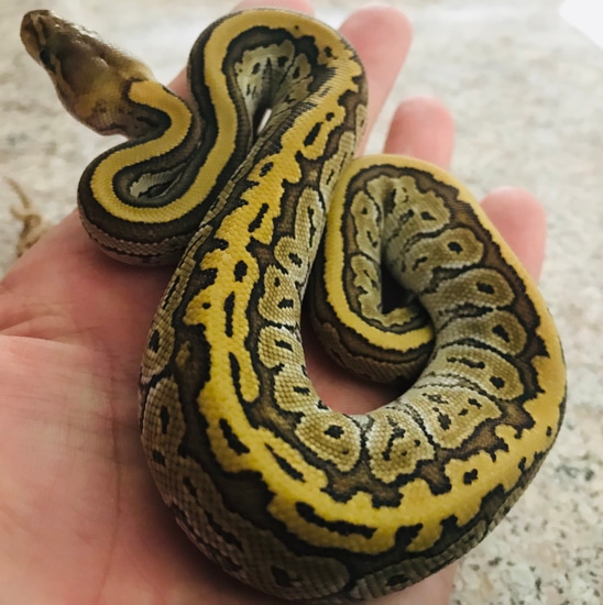 2020 Jigsaw Ball Python by Mike’s Morphs