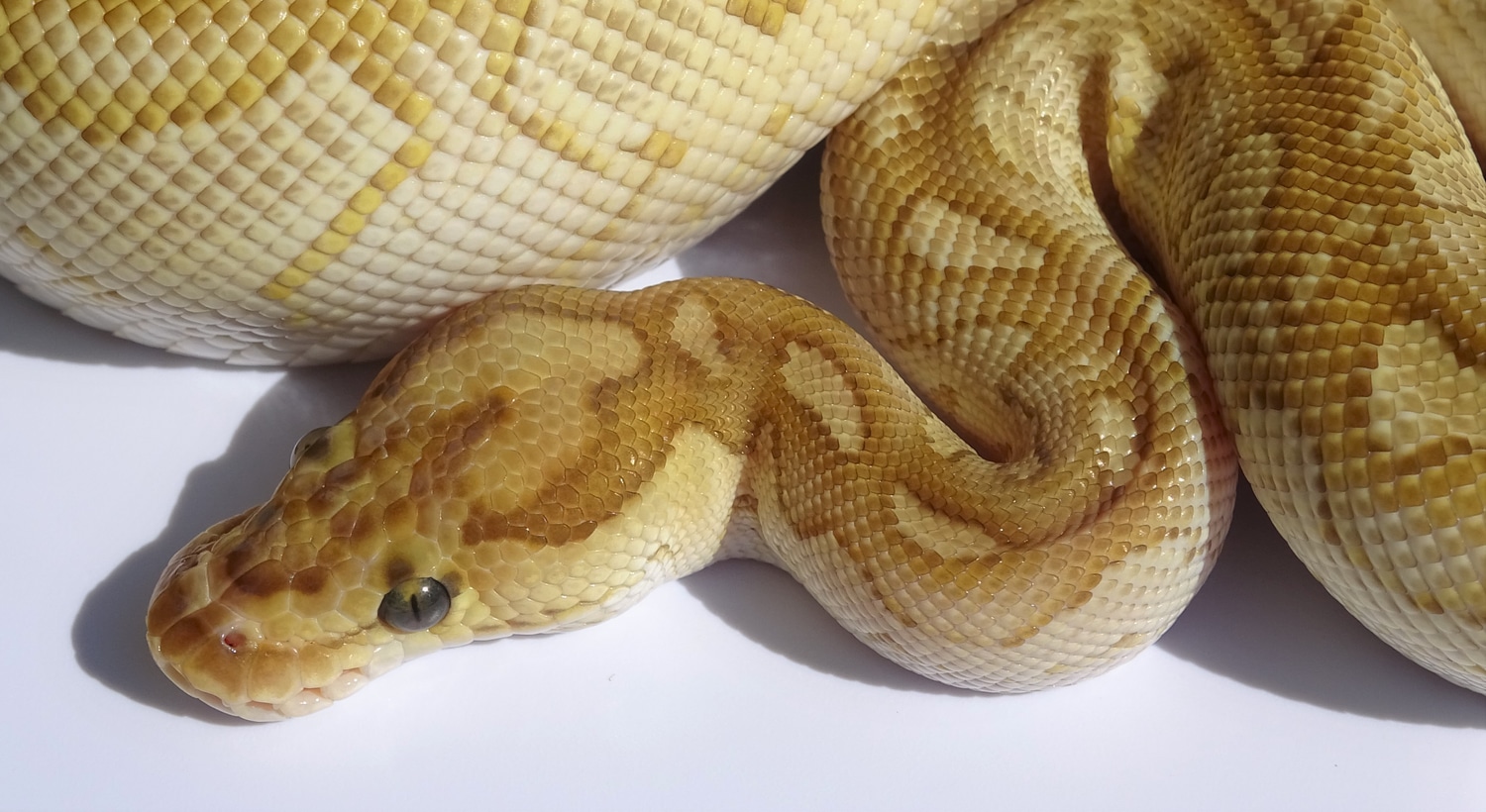 Butter Clown Ball Python by City Balls LLC - MorphMarket