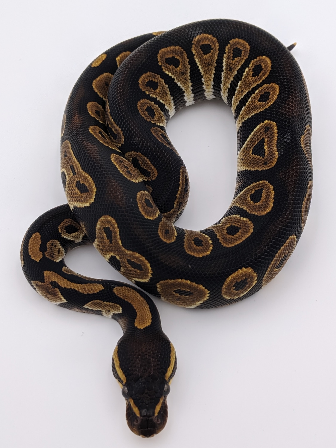 Blackhead 66% VPI Axanthic Ball Python by City Balls LLC - MorphMarket