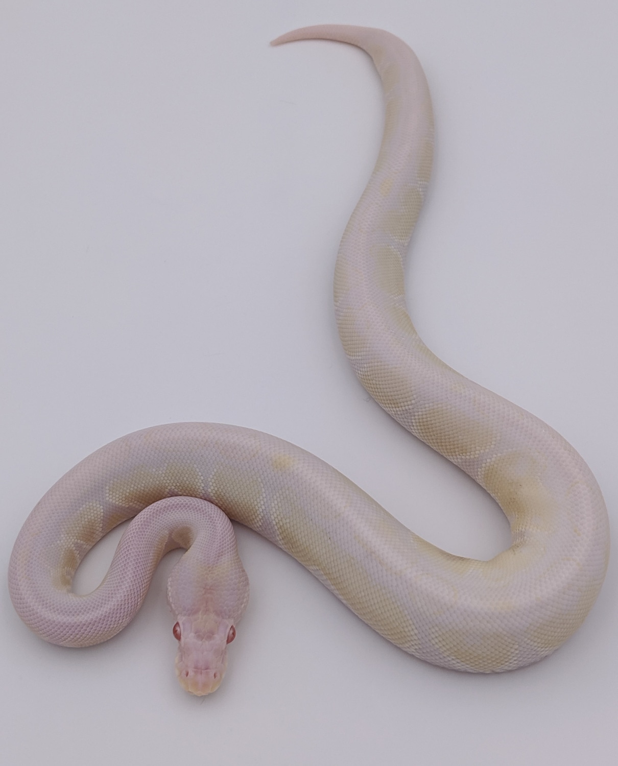 VPI Snow Ball Python by City Balls LLC - MorphMarket