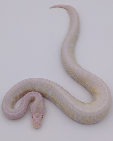 VPI Snow Ball Python by City Balls LLC