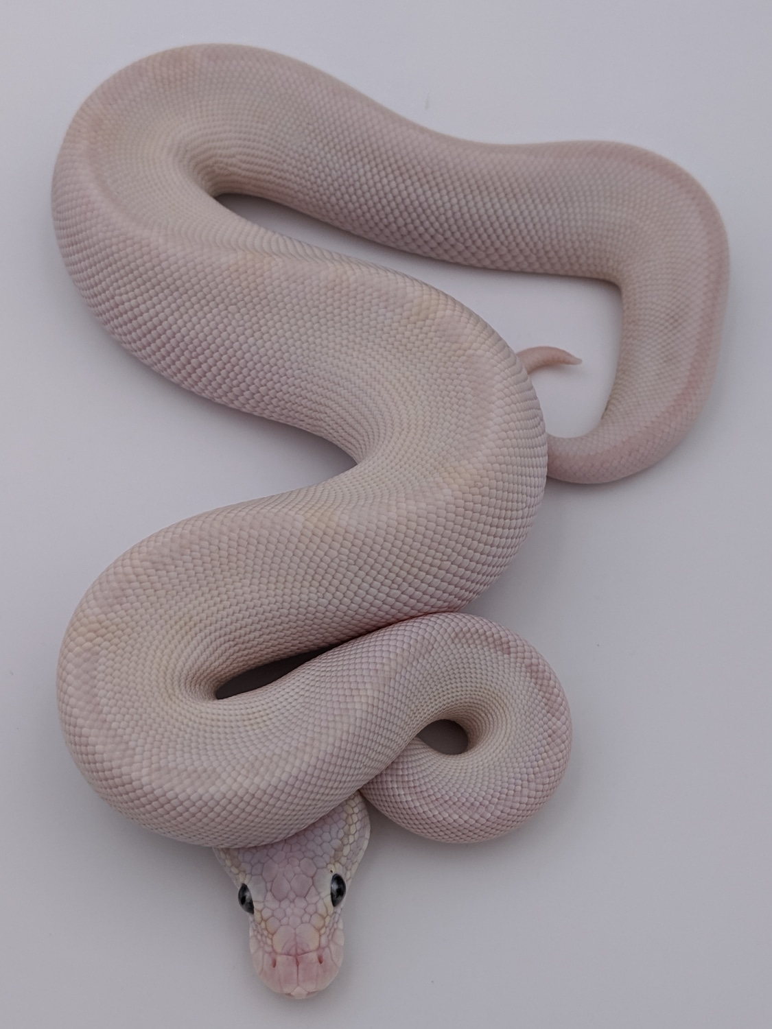 Phantom Lesser Possible GHI Ball Python by City Balls LLC - MorphMarket
