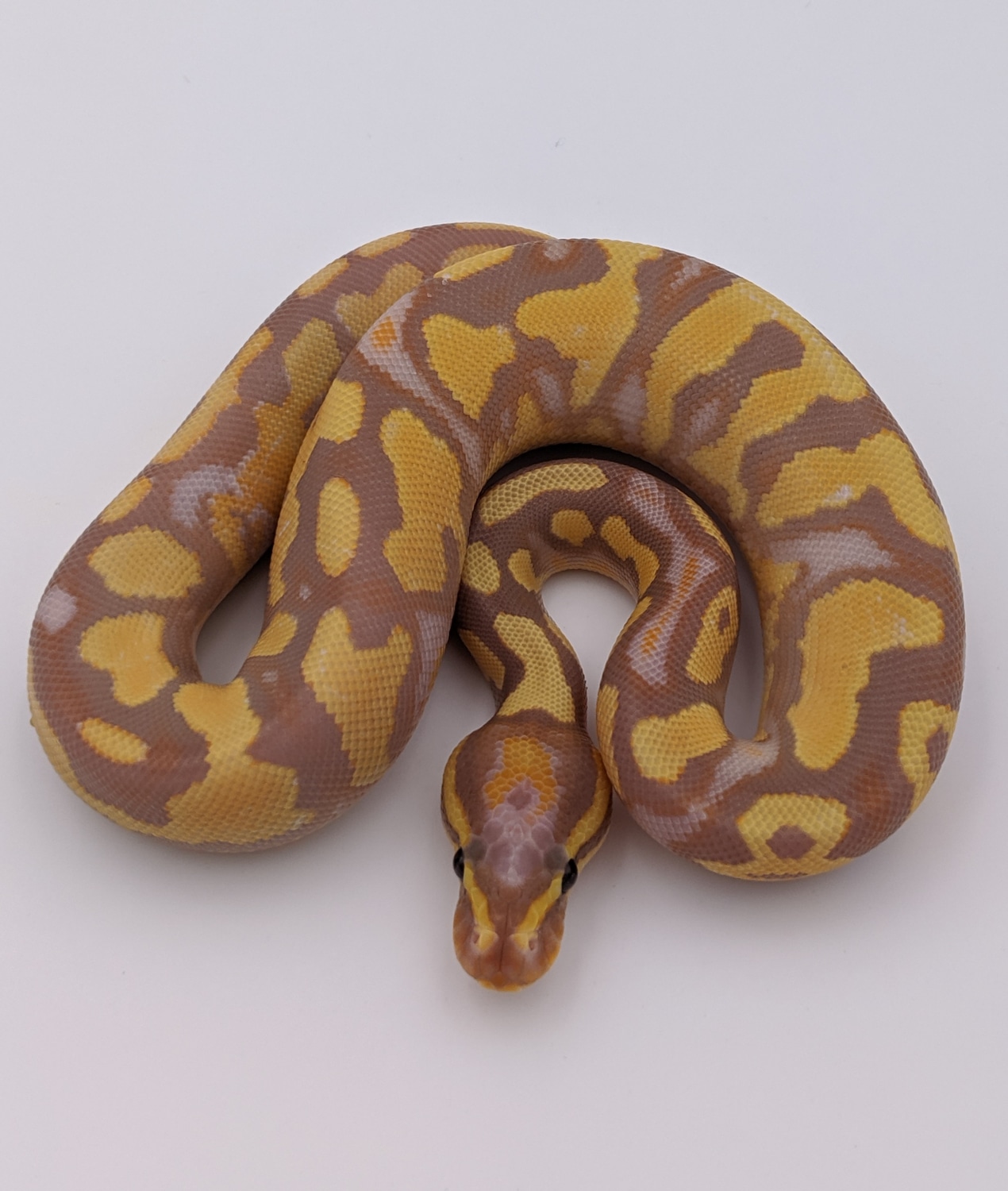 Orange Dream Fire Banana Het Pied Possible Yellowbelly Ball Python by ...