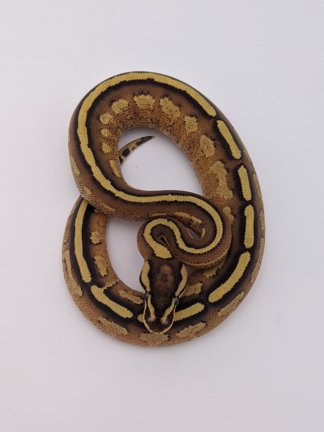 Super Stripe Ball Python by City Balls LLC - MorphMarket