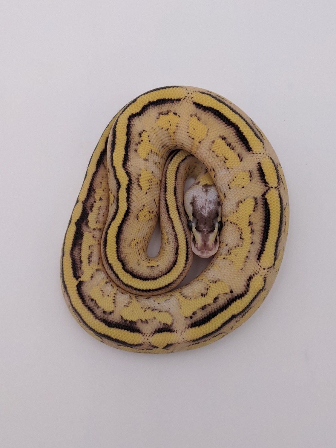 Pastel Super Stripe Ball Python by City Balls LLC - MorphMarket