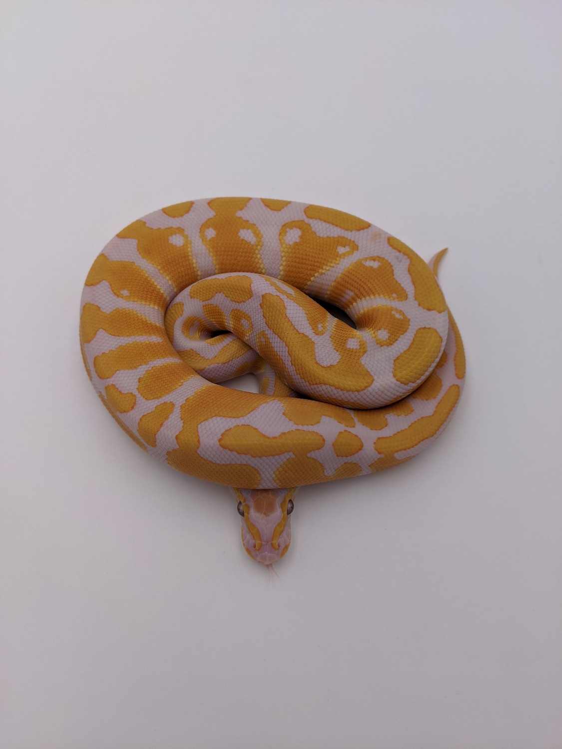 Lavender Albino Het Pied Ball Python by City Balls LLC - MorphMarket