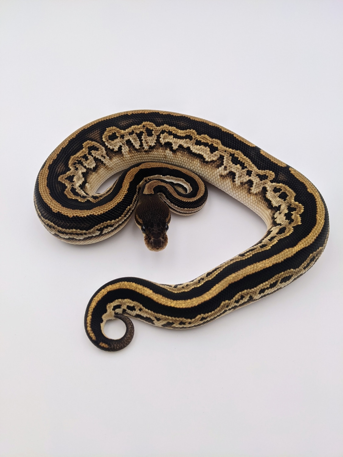Cinnamon Bongo Ball Python by City Balls LLC - MorphMarket