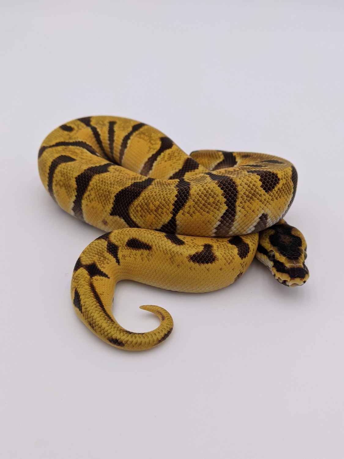 Super Enchi Orange Dream (Possible Super OD) Ball Python by City Balls ...