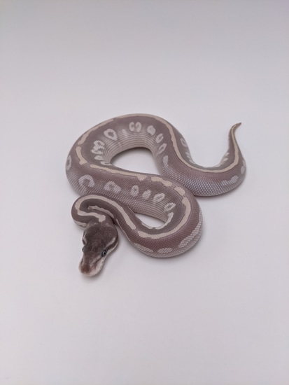 Mystic Potion/Purple Passion Ball Python by City Balls LLC