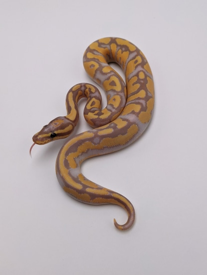 Banana Orange Dream Yellowbelly/Specter 50% Pied Ball Python by City ...