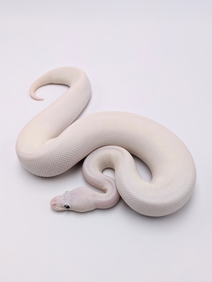 Lesser Butter Possible GHI Ball Python by City Balls LLC