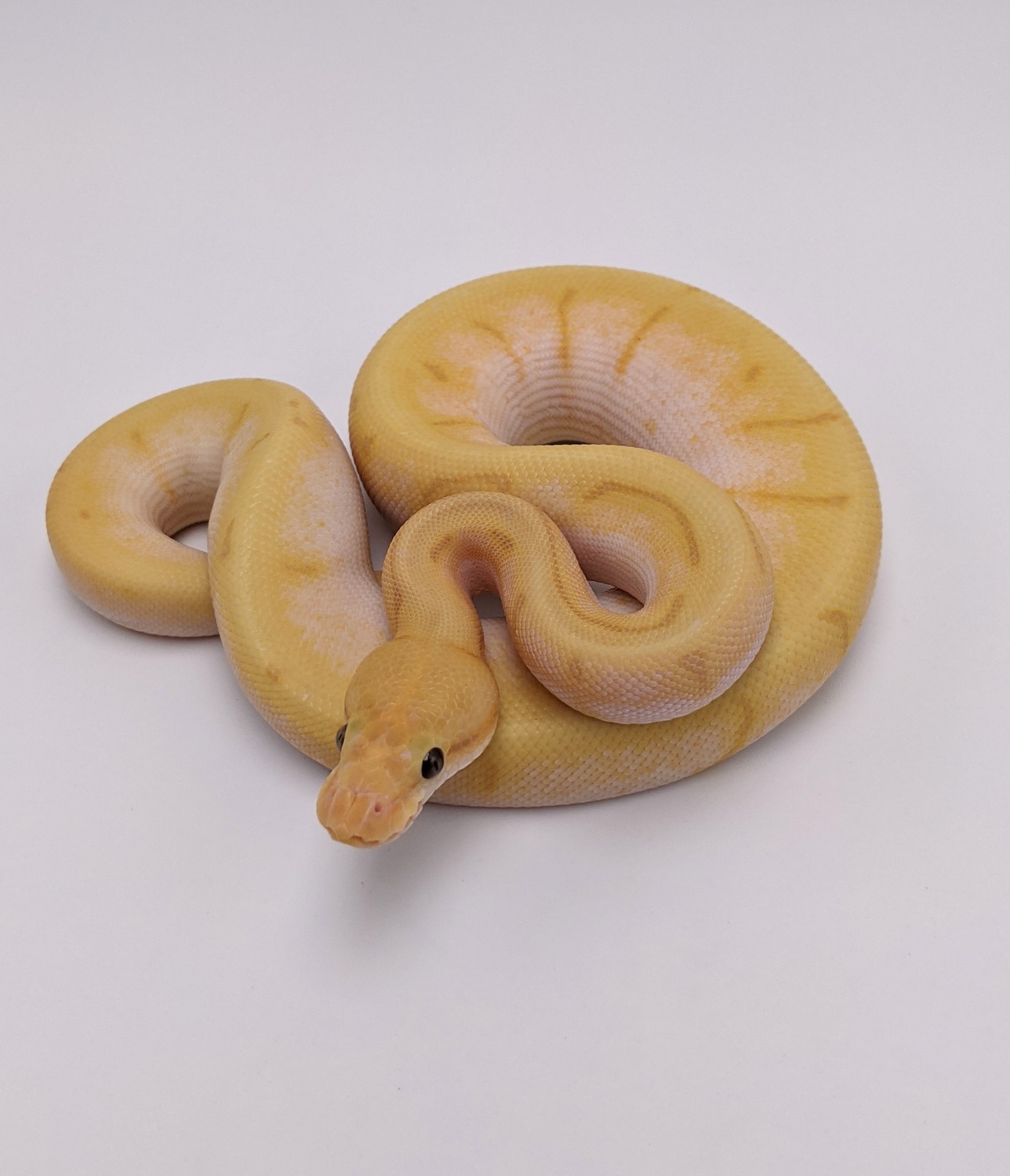 Female Maker Banana Enchi Spinner Possible Yellowbelly Possible Het VPI ...