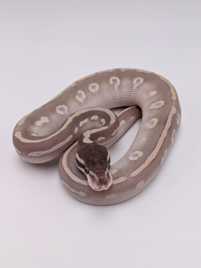 Mystic Potion/Purple Passion Ball Python by City Balls LLC